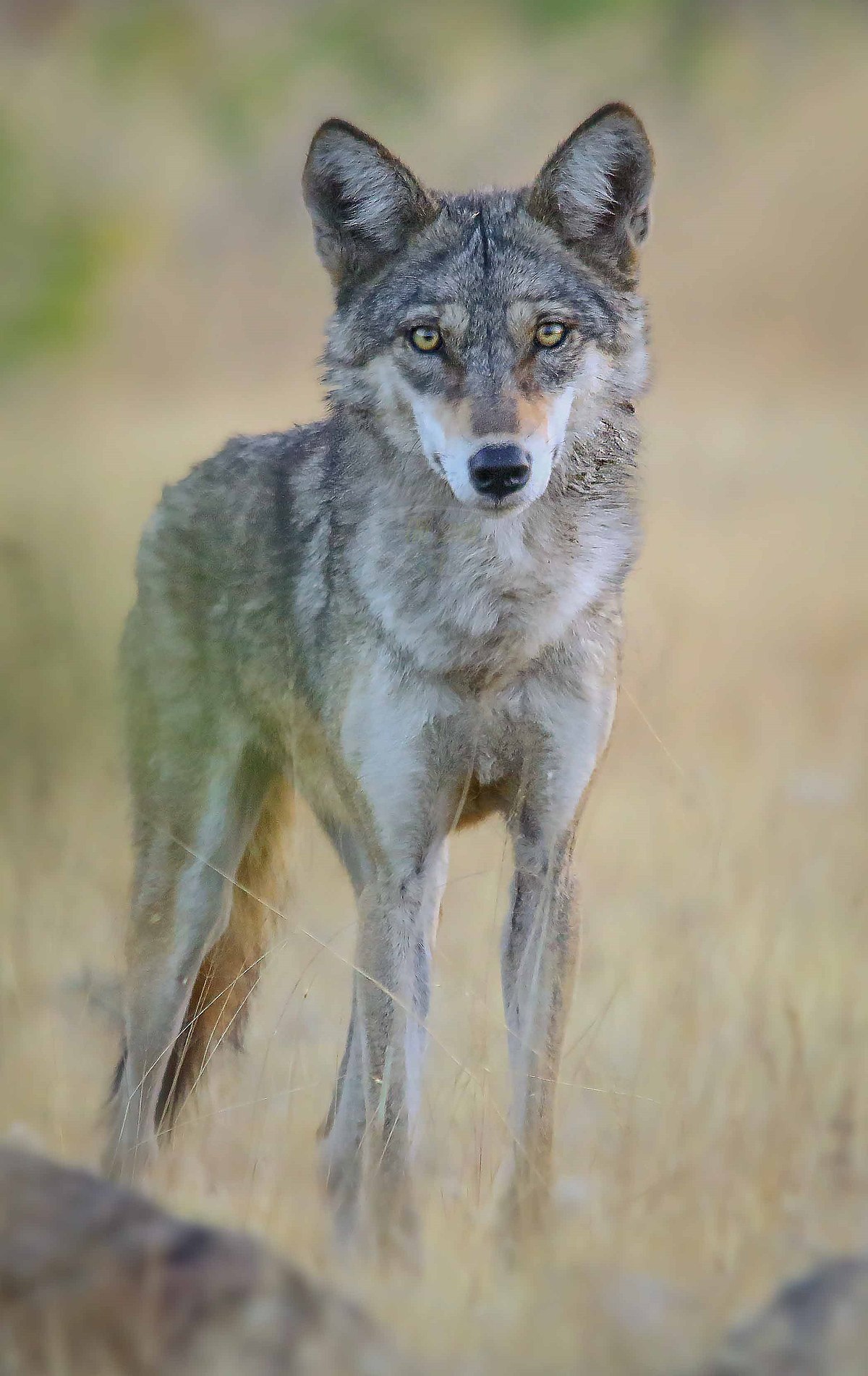 Situación del lobo en el mundo en 2021 ( lobo ibérico y otras subespecies)