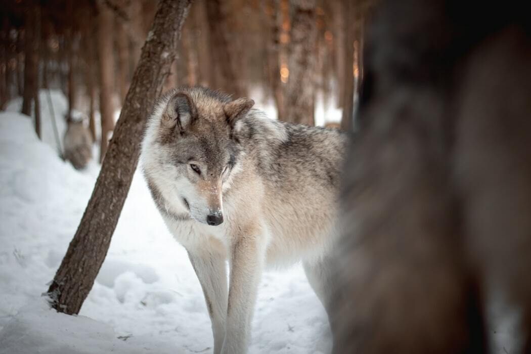 Mejores fotos de lobos, mejor selección de fotos a su disposición