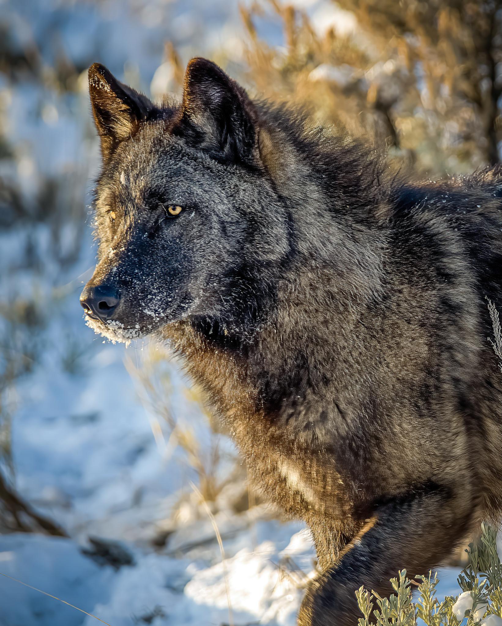 Mejores fotos de lobos, mejor selección de fotos a su disposición