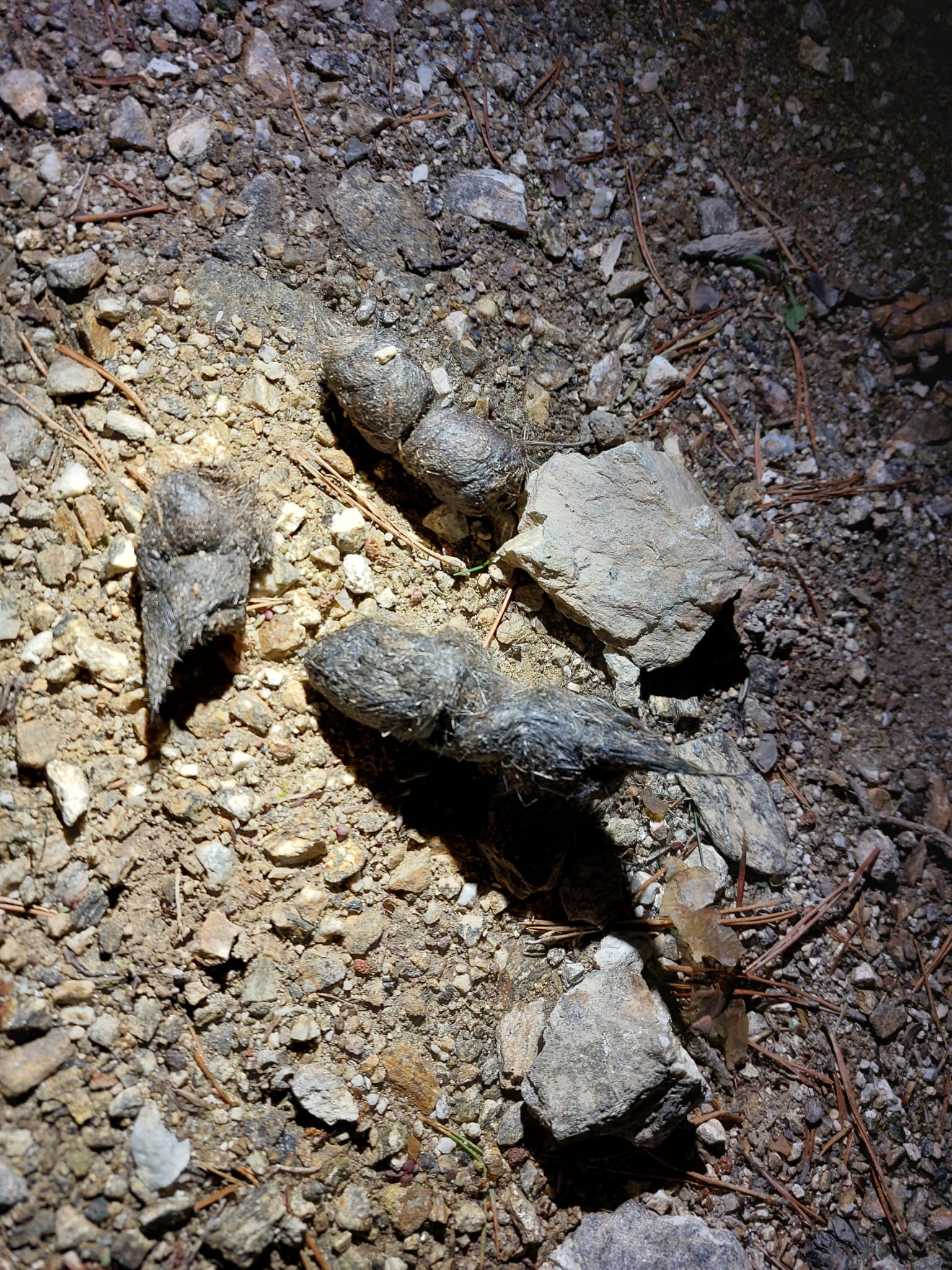El lobo ibérico en la sierra de Guadarrama - Sololobos